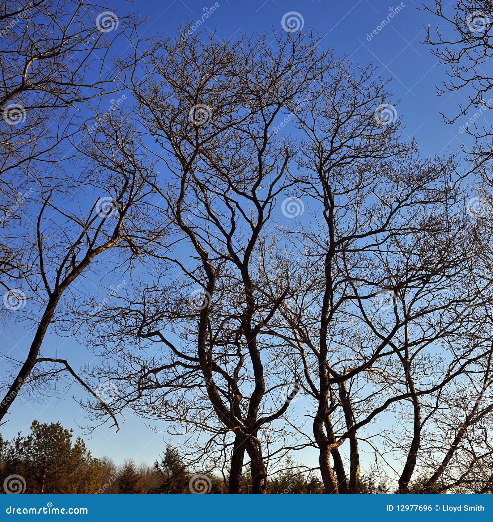 Árboles secos foto de archivo. Imagen de cubo, fondo - 12977696