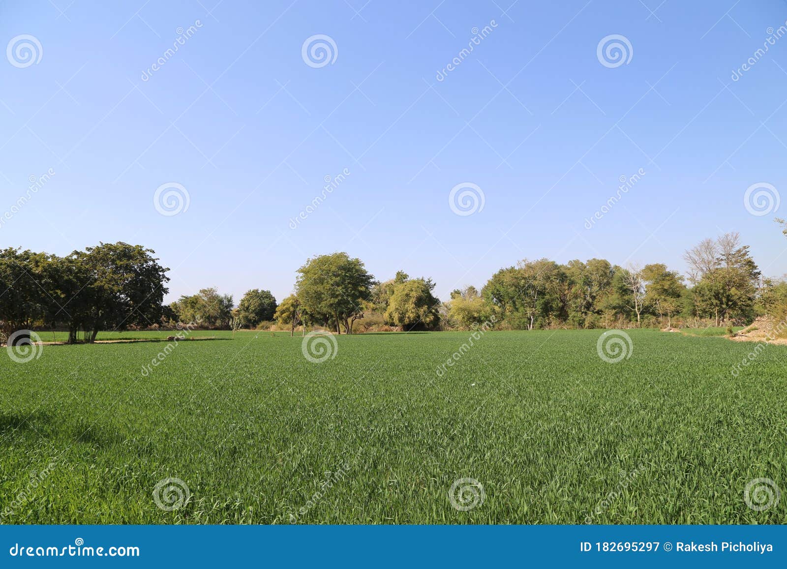 área rural e de trigo imagem de stock. Imagem de rural - 182695297