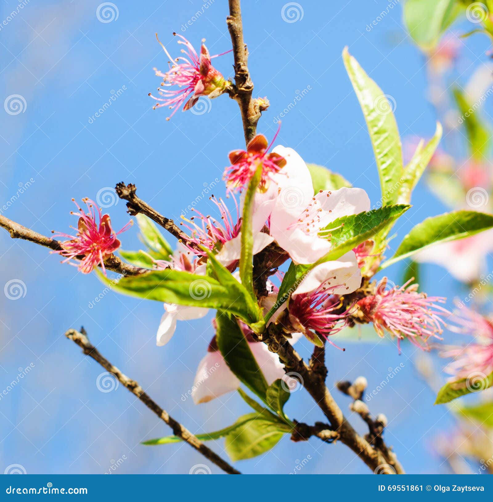 Árvore Com Flores Cor-de-rosa Imagem de Stock - Imagem de florescer ...