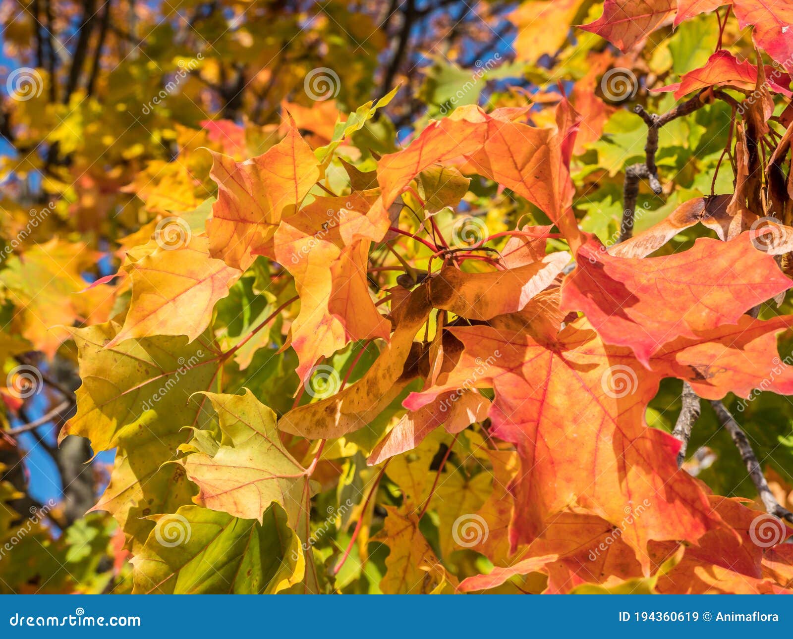 árvore Com Muitas Folhas Coloridas Imagem de Stock - Imagem de amarelo ...