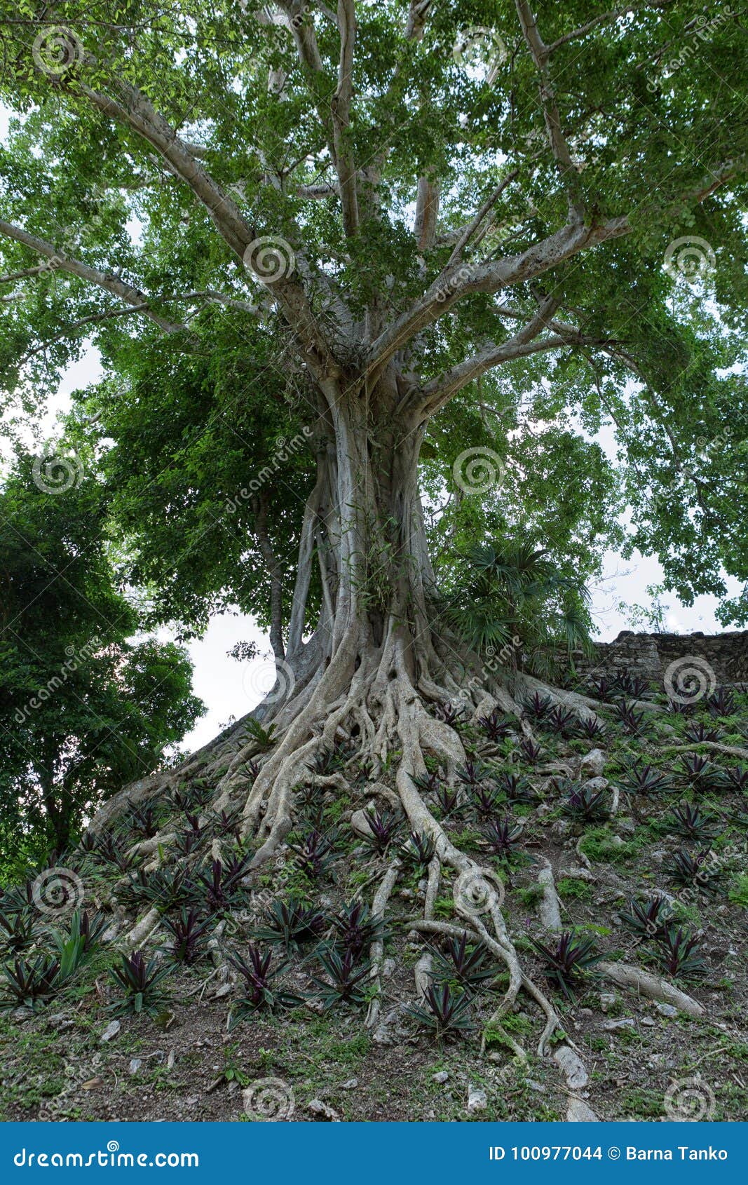 Árvore com raizes expor foto de stock. Imagem de méxico - 100977044