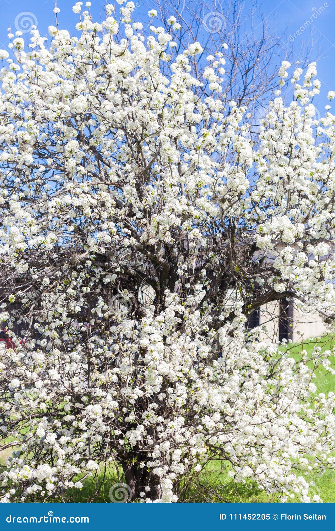 Árvore Da Flor De Cereja Na Flor Cheia Imagem de Stock - Imagem de ...