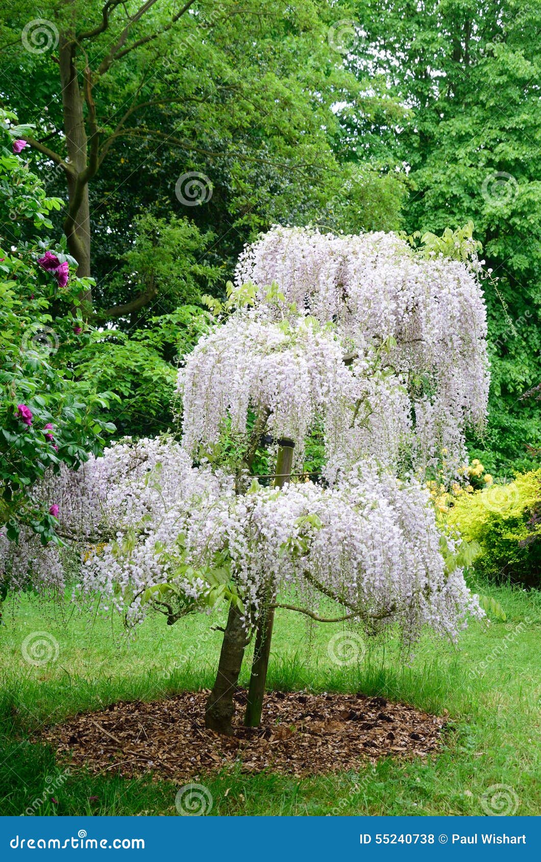 Árvore da glicínia foto de stock. Imagem de estar, nave - 55240738