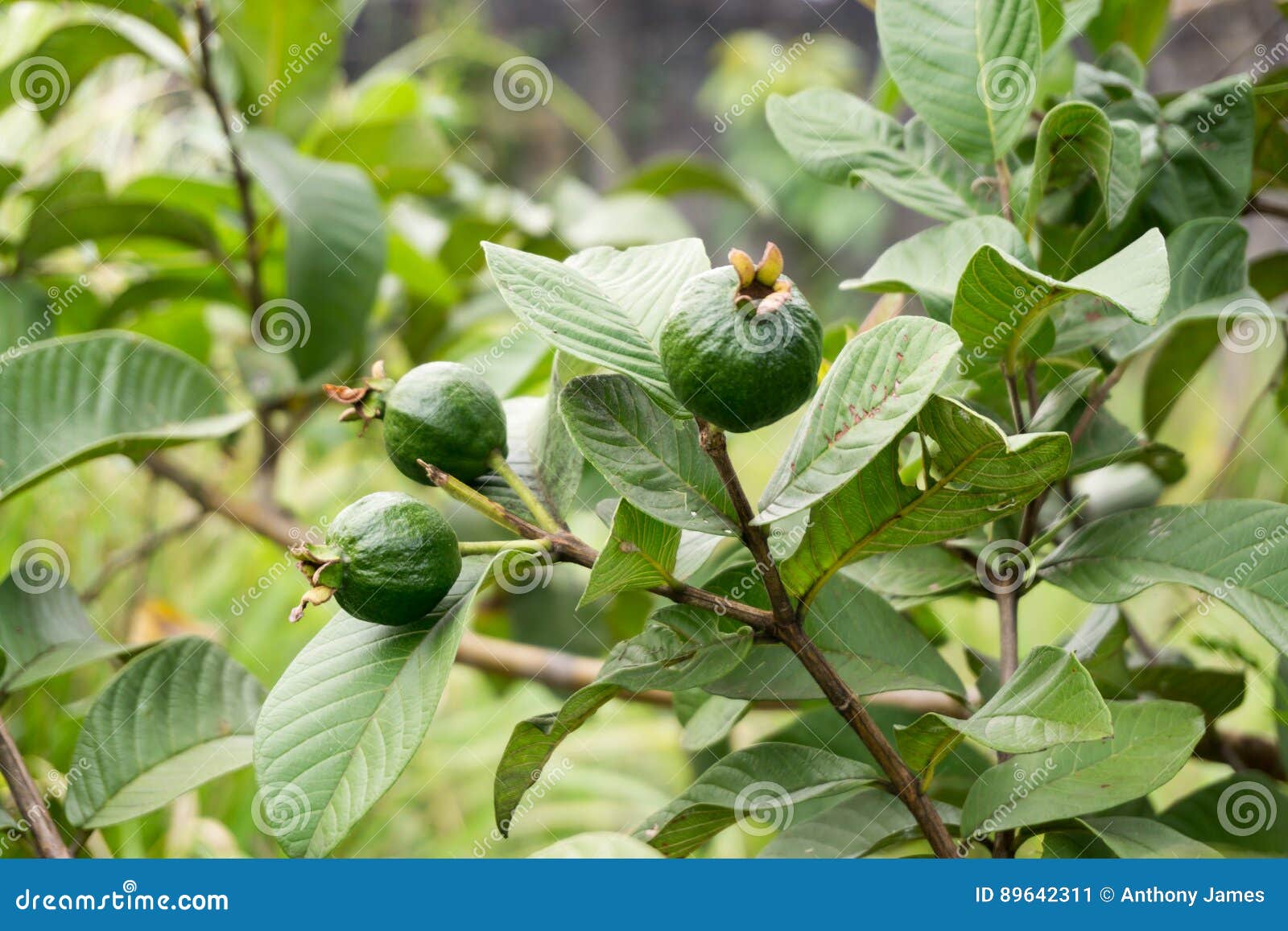 Árvore da goiaba imagem de stock. Imagem de folha, goiaba - 89642311