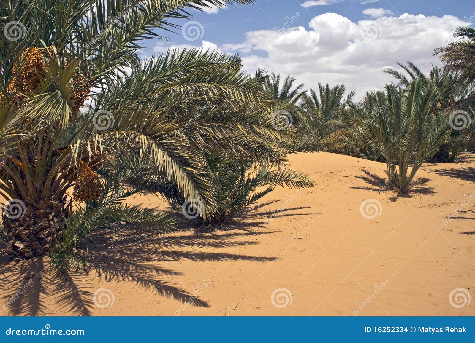 Árvore da tâmara foto de stock. Imagem de paisagem, sunlight - 16252334