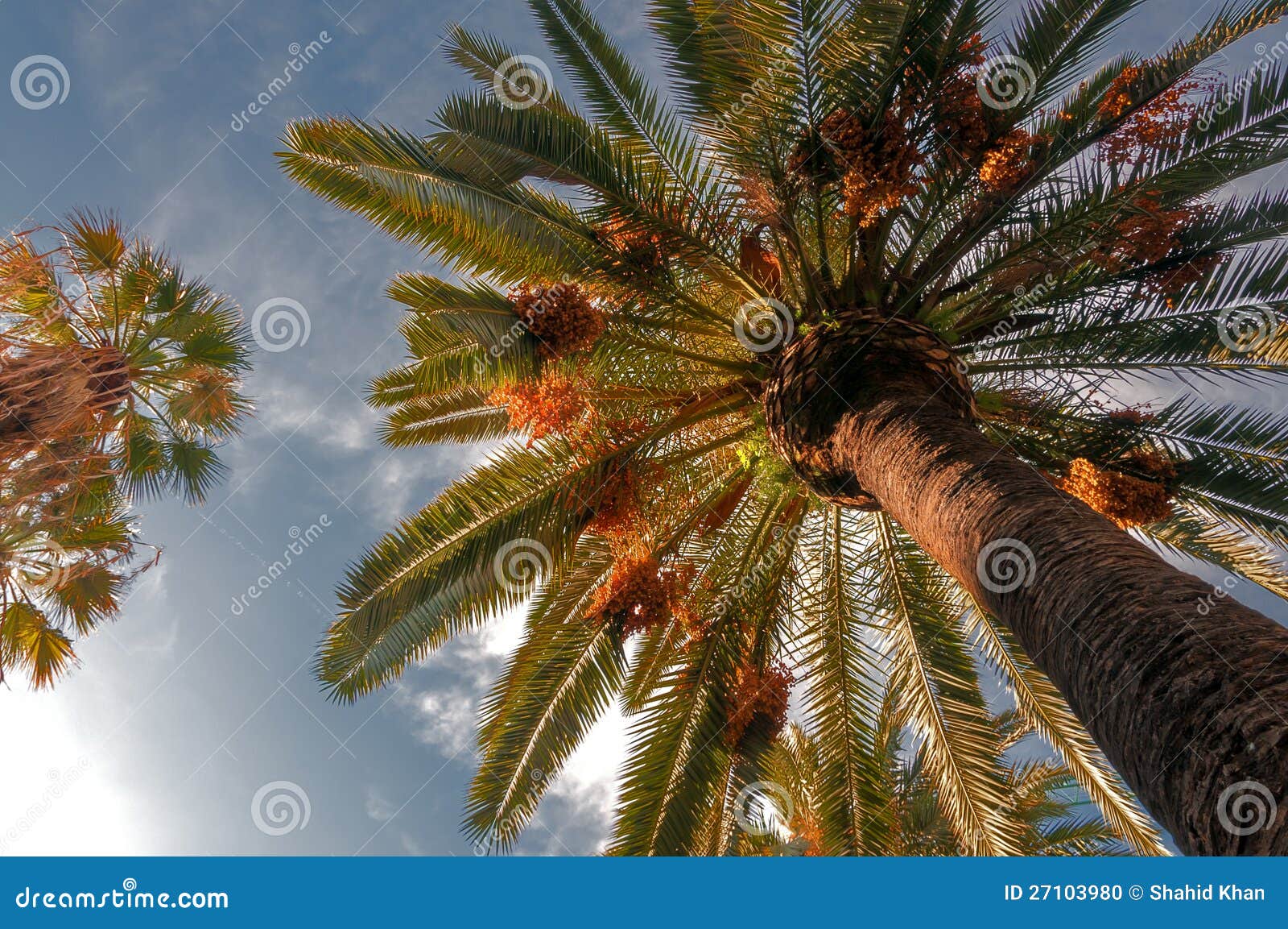 Árvore da tâmara foto de stock. Imagem de frutas, elevado - 27103980