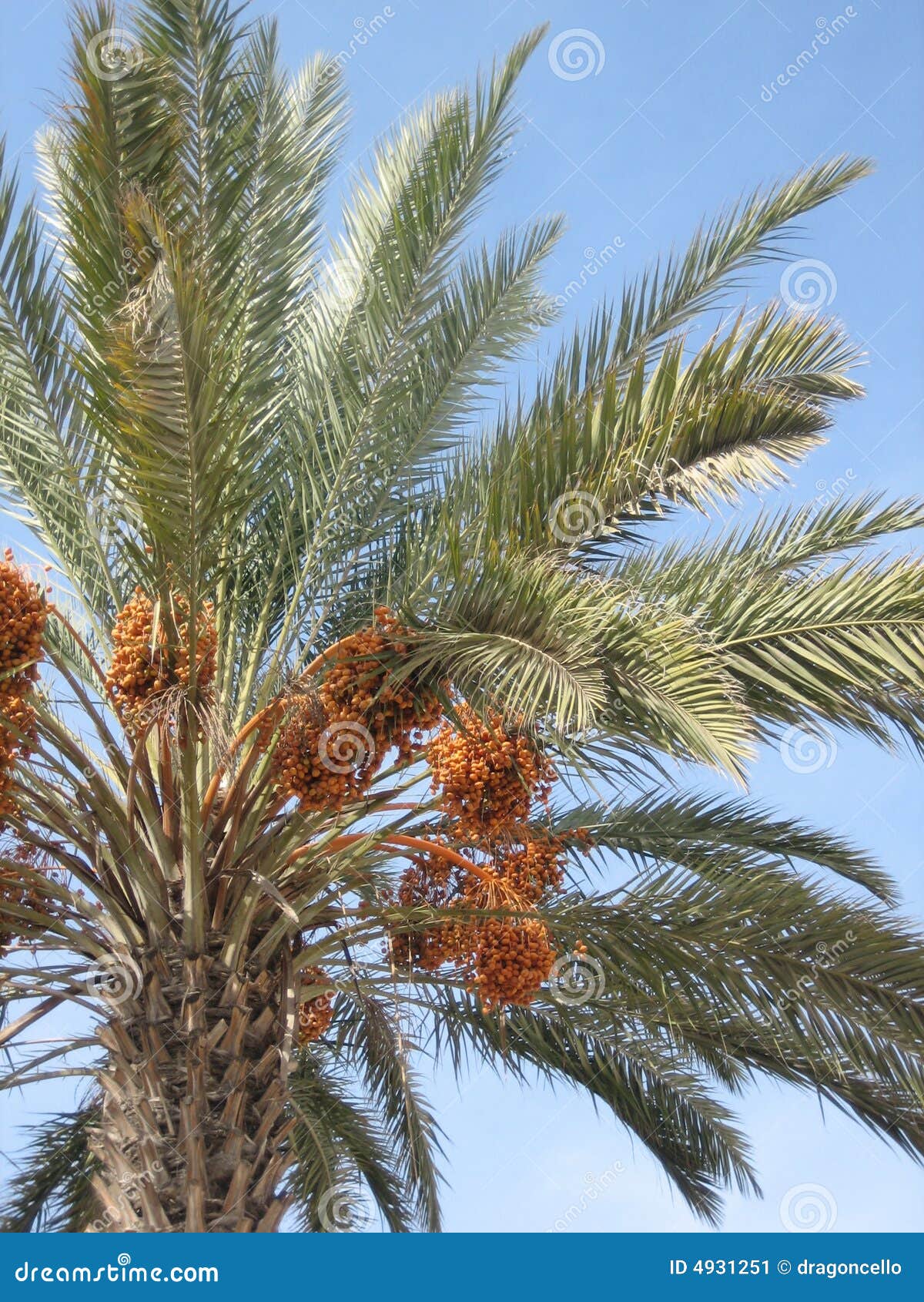 Árvore Da Tâmara Em Marrocos Imagem de Stock - Imagem de datas, fruta ...