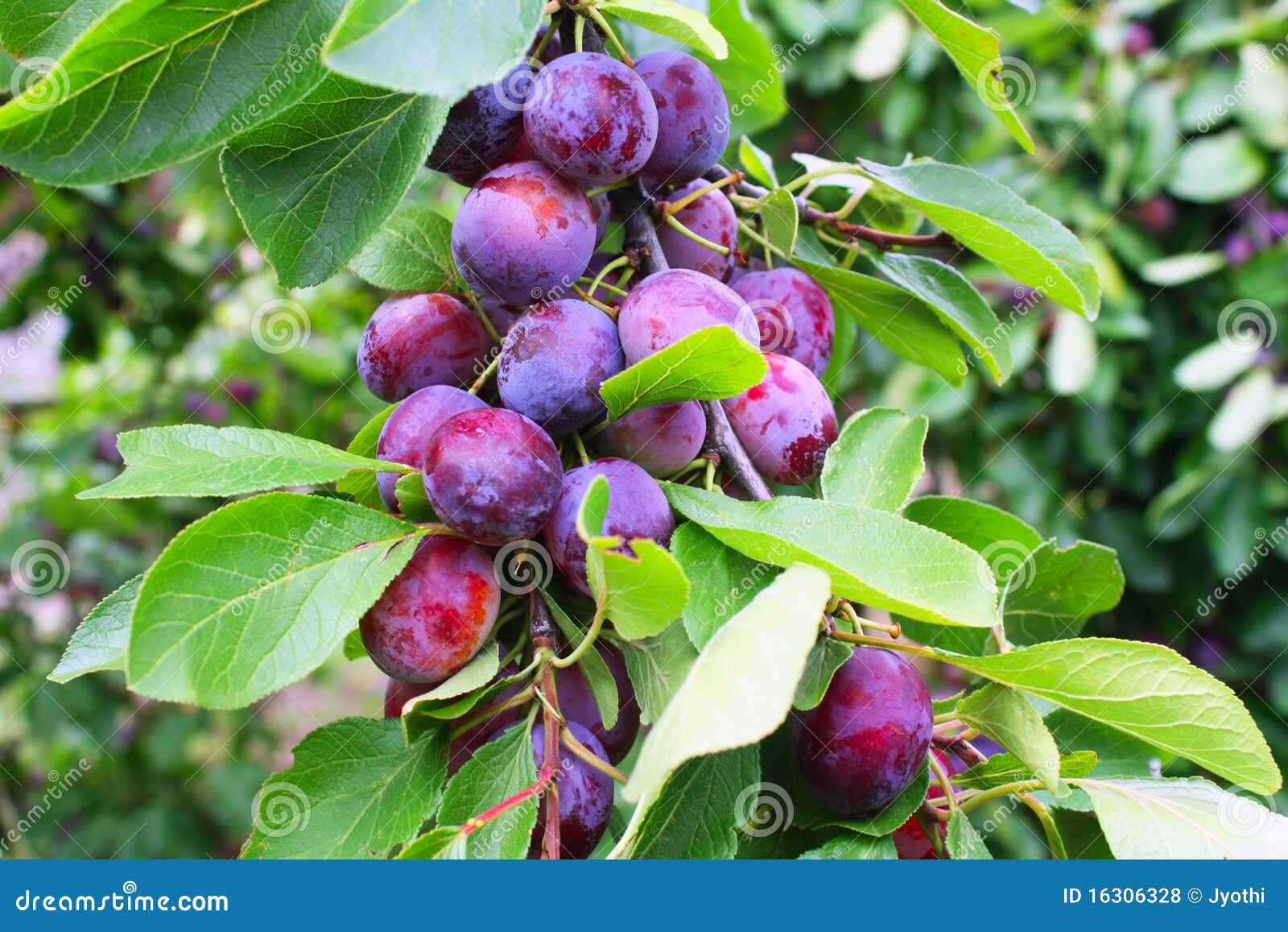 Árvore de ameixa foto de stock. Imagem de filiais, cores - 16306328