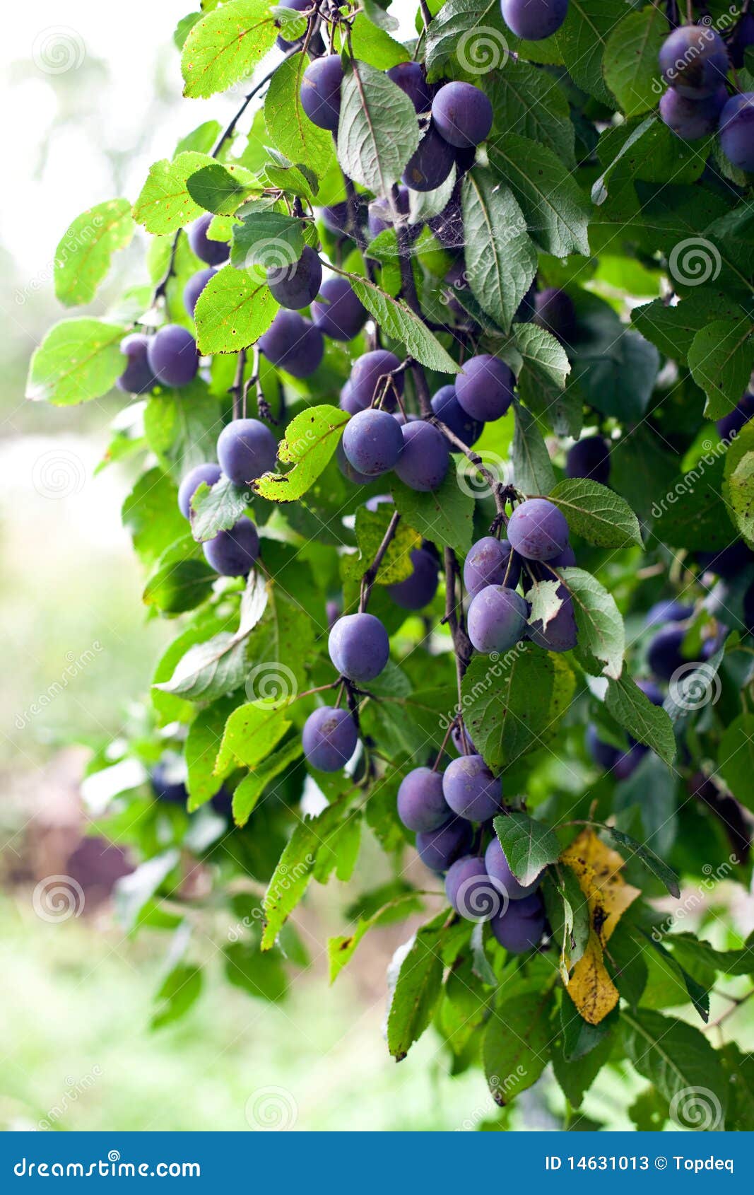 Árvore De Ameixa Em Jardim Overgrown Imagem de Stock - Imagem de fruta ...