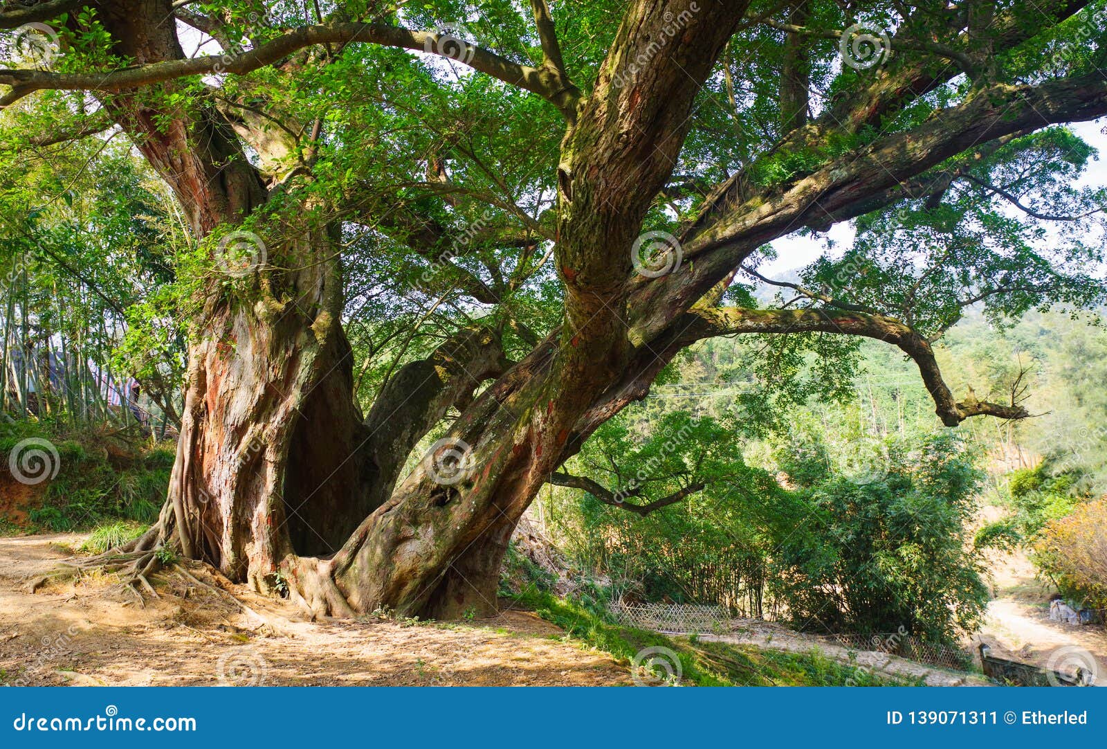 Árvore de cânfora antiga imagem de stock. Imagem de anos - 139071311