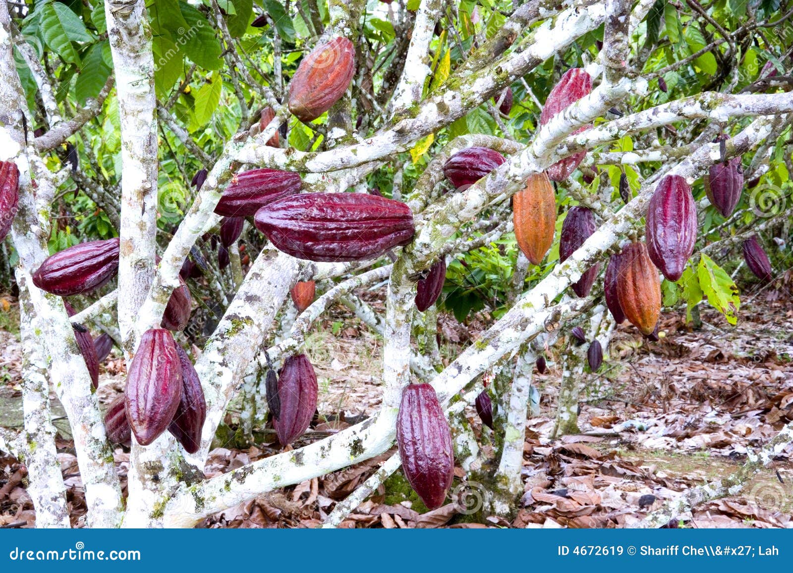 Árvore de cacau imagem de stock. Imagem de maduro, nave - 4672619
