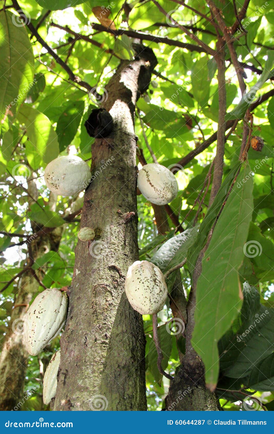 Árvore de cacau imagem de stock. Imagem de colônia, pequeno - 60644287