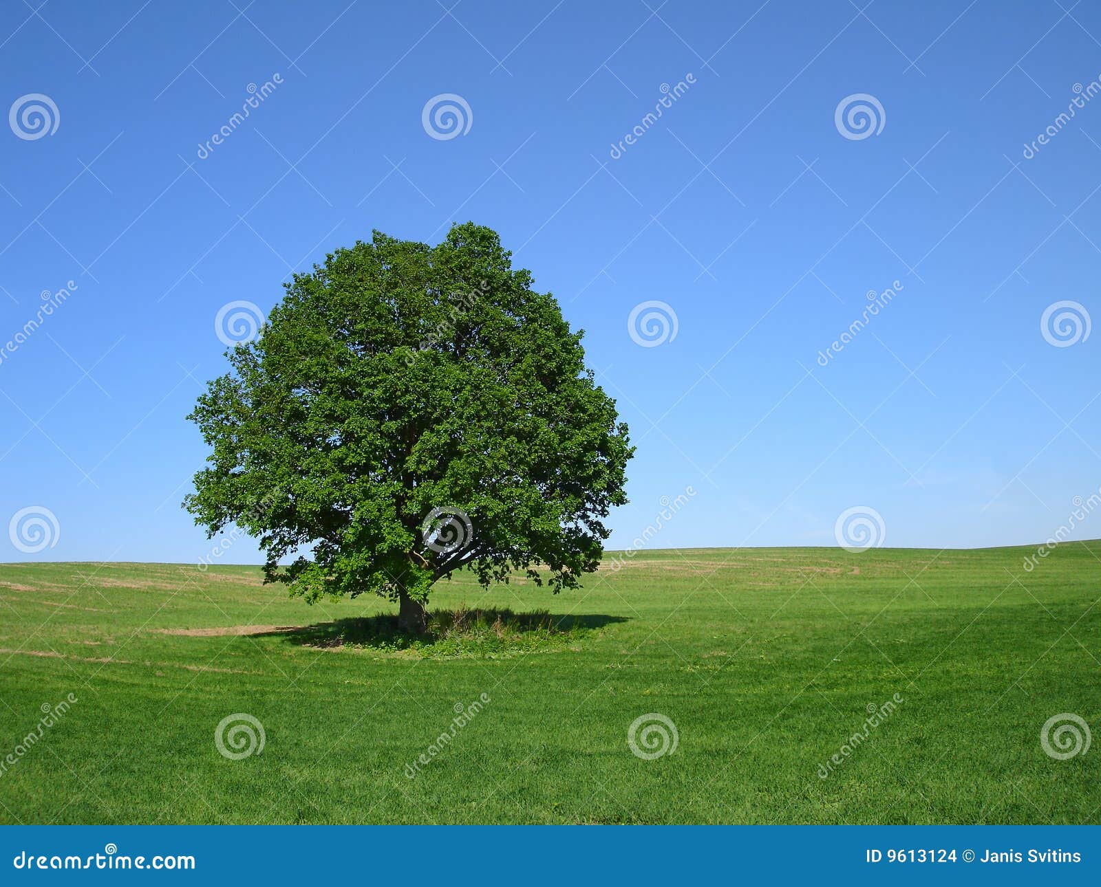 A árvore de carvalho foto de stock. Imagem de campo, ajardinado - 9613124