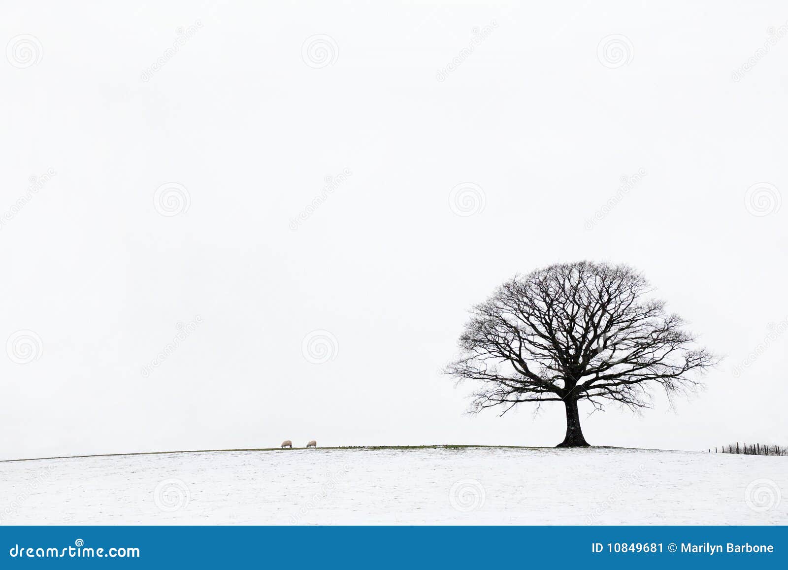 Árvore De Carvalho No Inverno Imagem de Stock - Imagem de carvalho ...