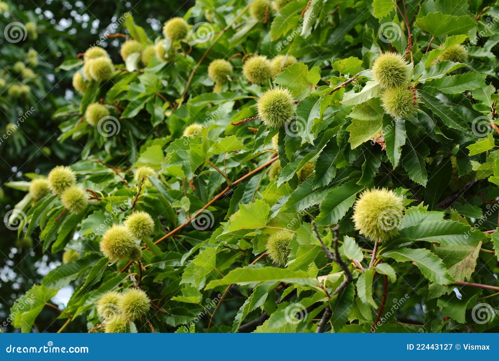 Árvore De Castanha Com Castanhas Imagem de Stock - Imagem de fruta ...