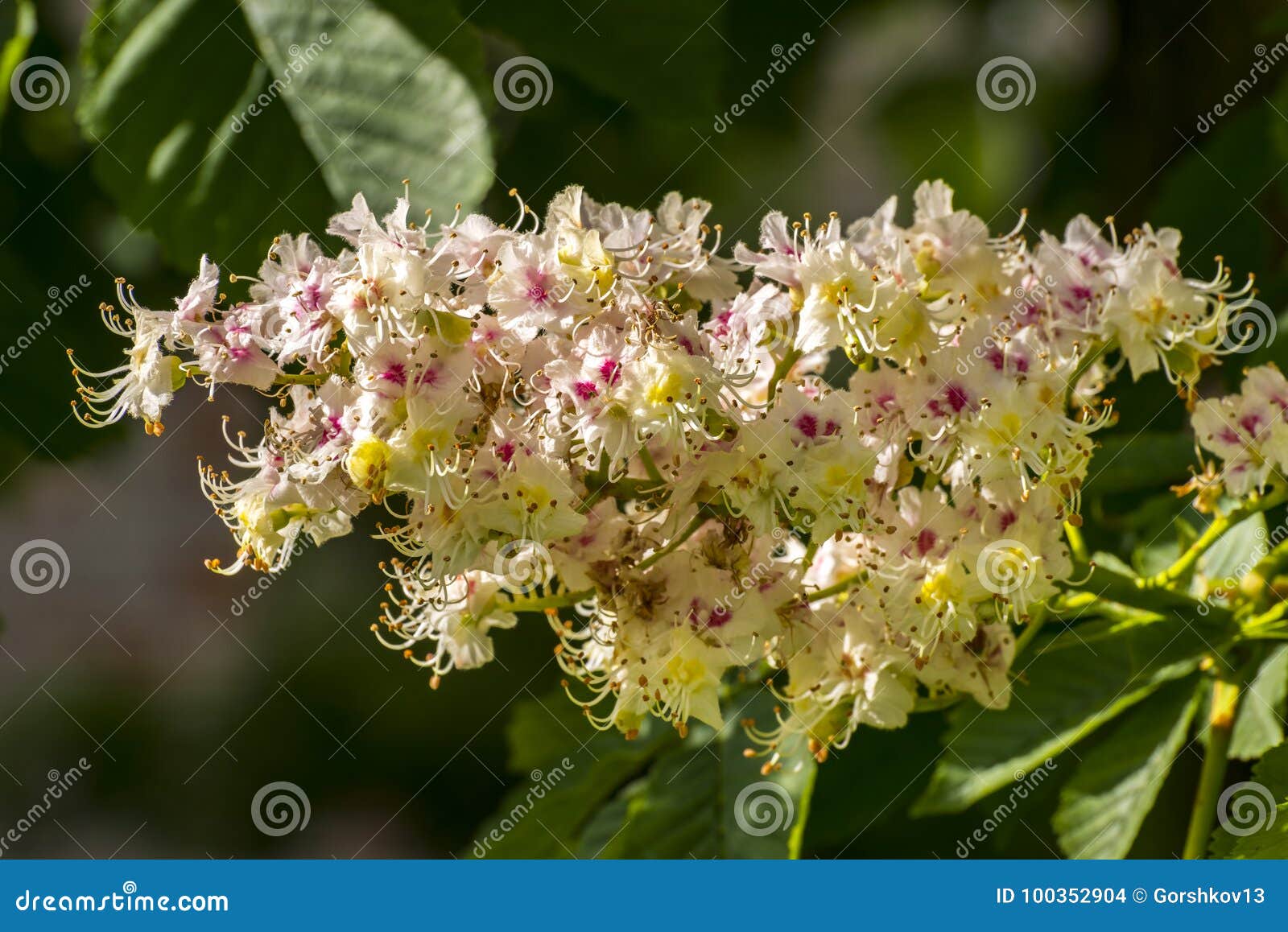 Árvore De Castanha De Florescência Foto de Stock - Imagem de estame ...