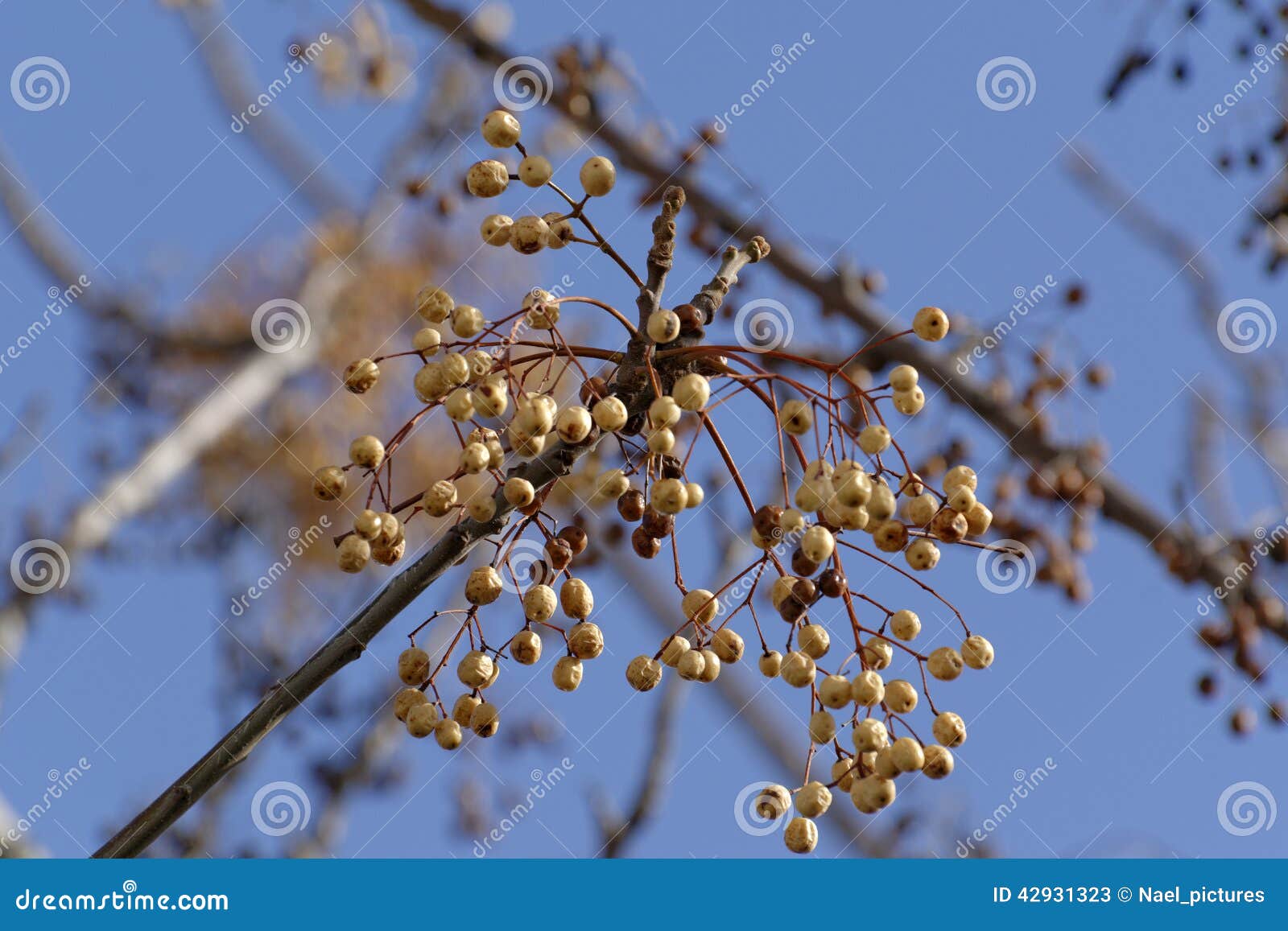Árvore de cedro branco imagem de stock. Imagem de nave - 42931323