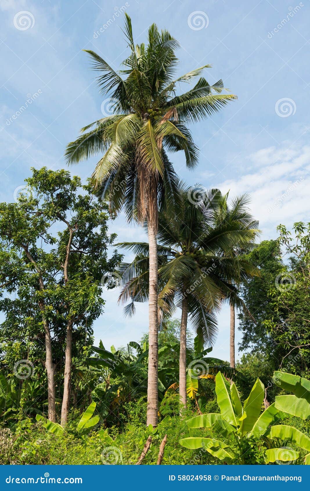 Árvore de coco foto de stock. Imagem de coco, grama, planta - 58024958