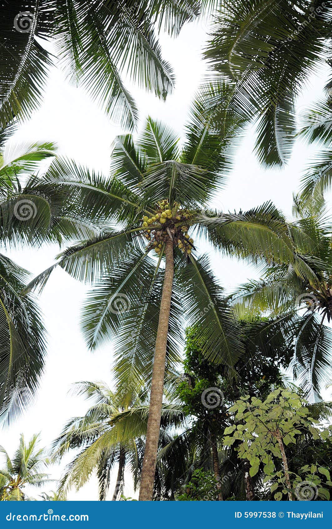 Árvore de coco grande foto de stock. Imagem de alto, grupo - 5997538