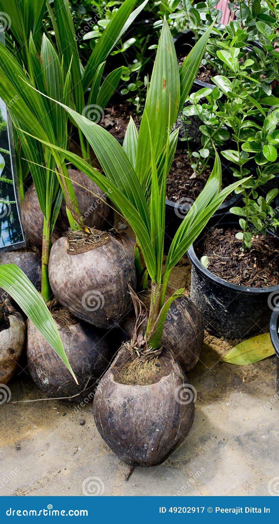 Árvore De Coco Pequena Pronta Para Plantar Imagem de Stock - Imagem de ...