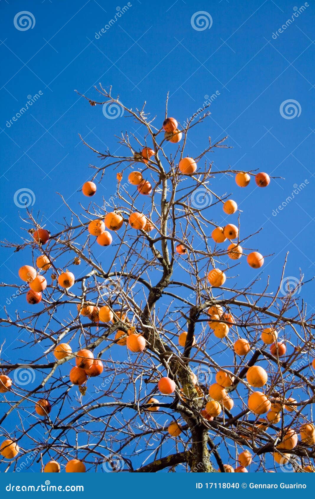 Árvore de Diospiros foto de stock. Imagem de azar, planta - 17118040