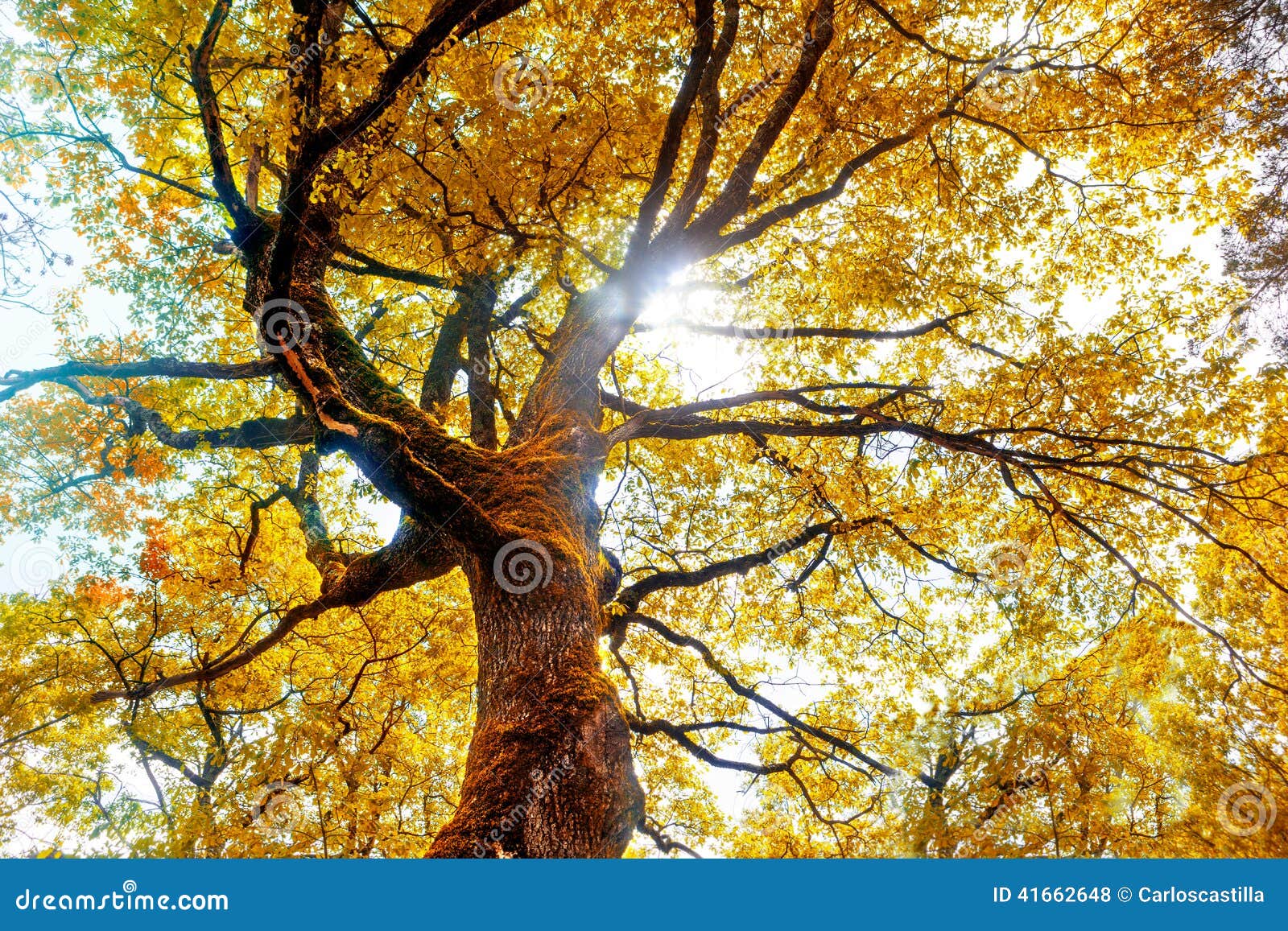 Árvore de faia foto de stock. Imagem de exterior, paisagem - 41662648