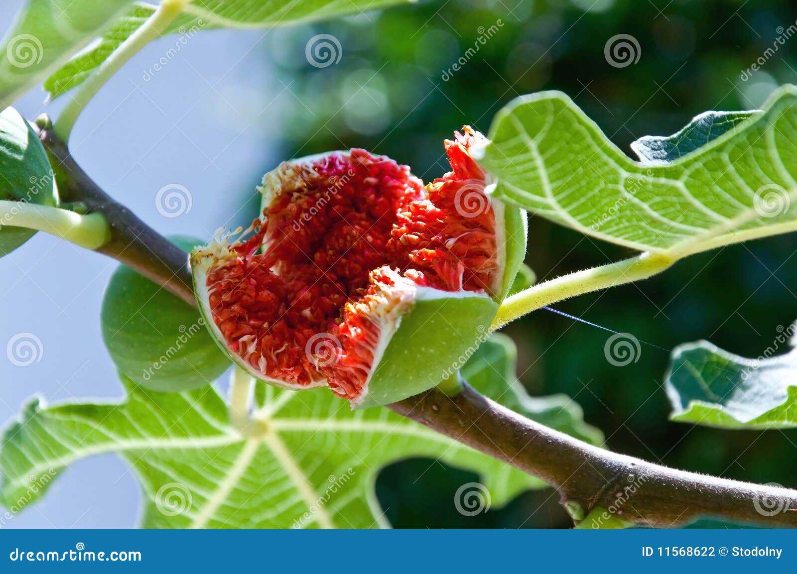 Árvore de figo foto de stock. Imagem de figo, alimento - 11568622