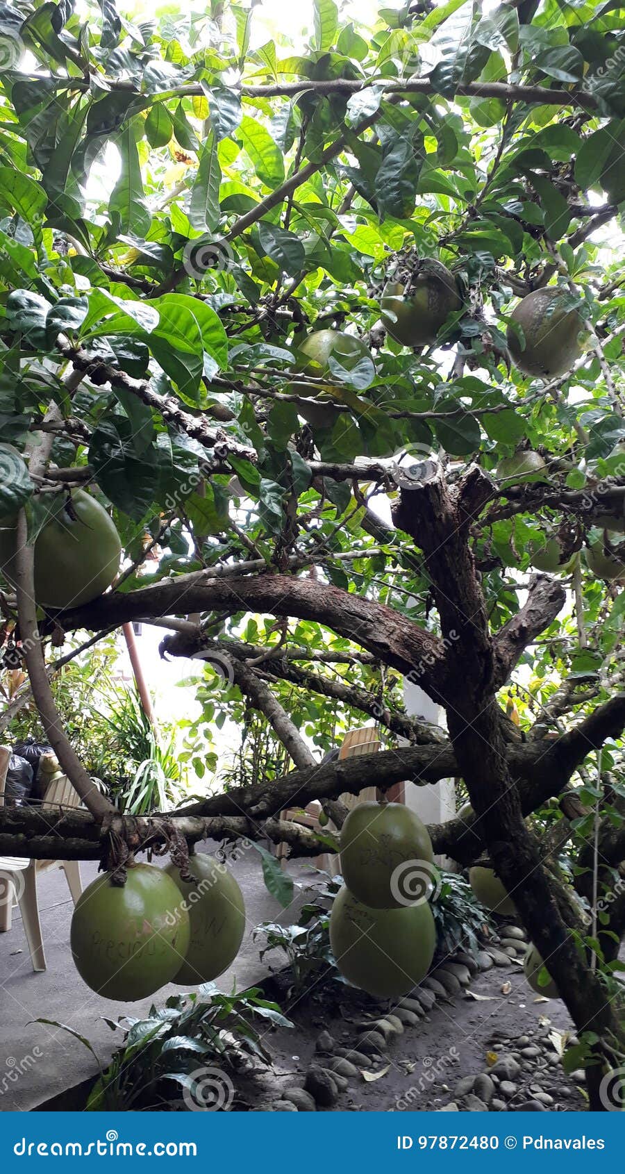 árvore de fruto do milagre foto de stock. Imagem de artrite - 97872480