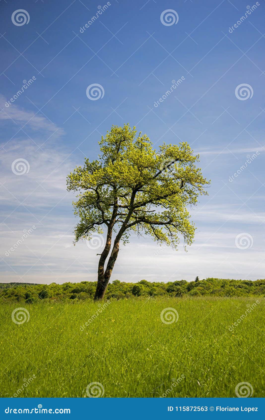 Árvore De Fruto Isolada No Campo Imagem de Stock - Imagem de grama ...