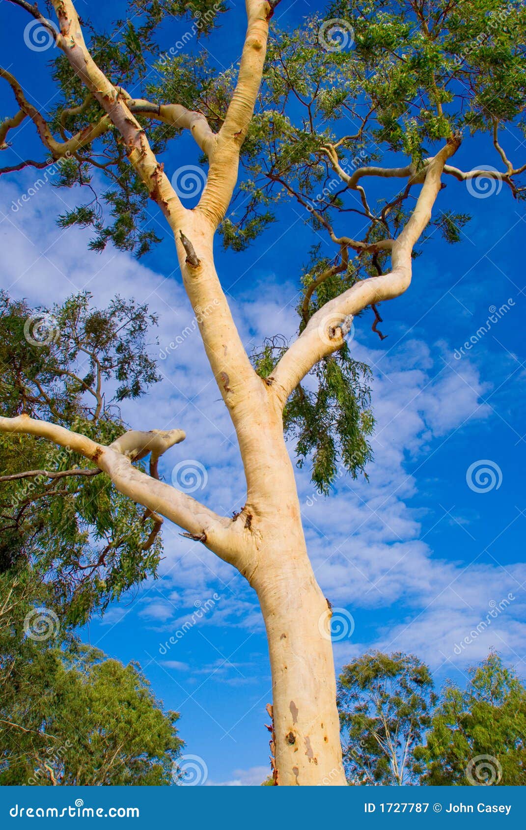 Árvore de goma australiana imagem de stock. Imagem de eucalipto - 1727787