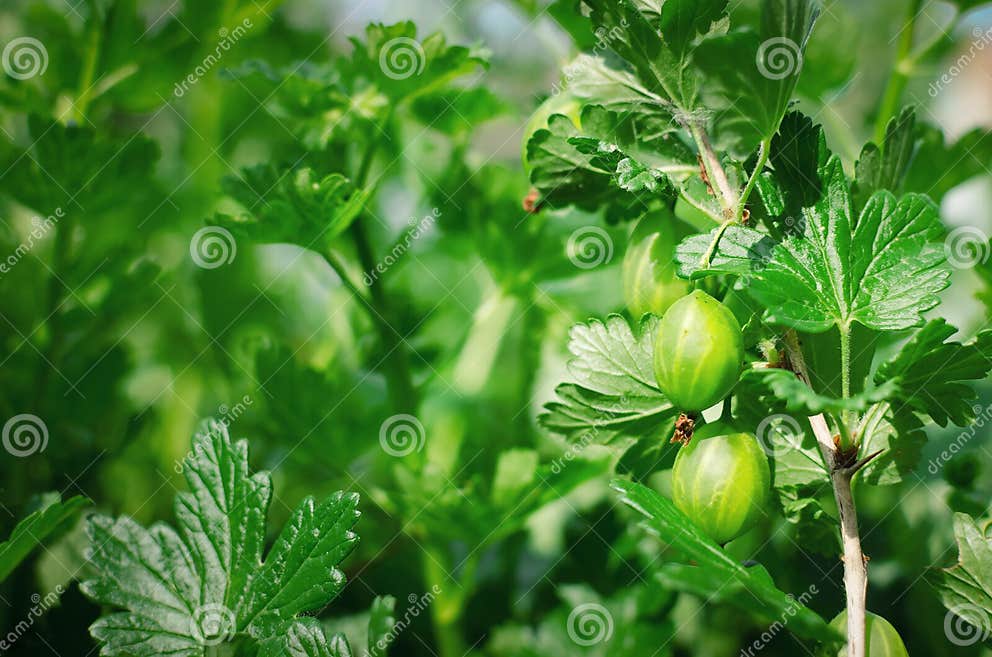 Árvore de groselha imagem de stock. Imagem de jardim - 121317637