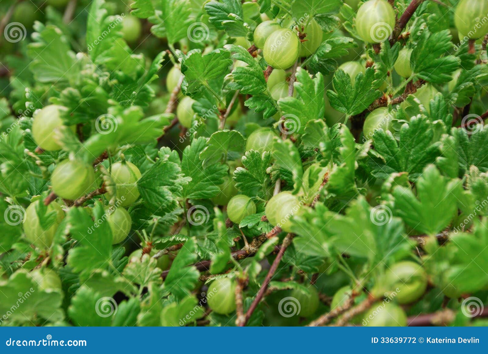 Árvore de groselha foto de stock. Imagem de fruta, folhas - 33639772