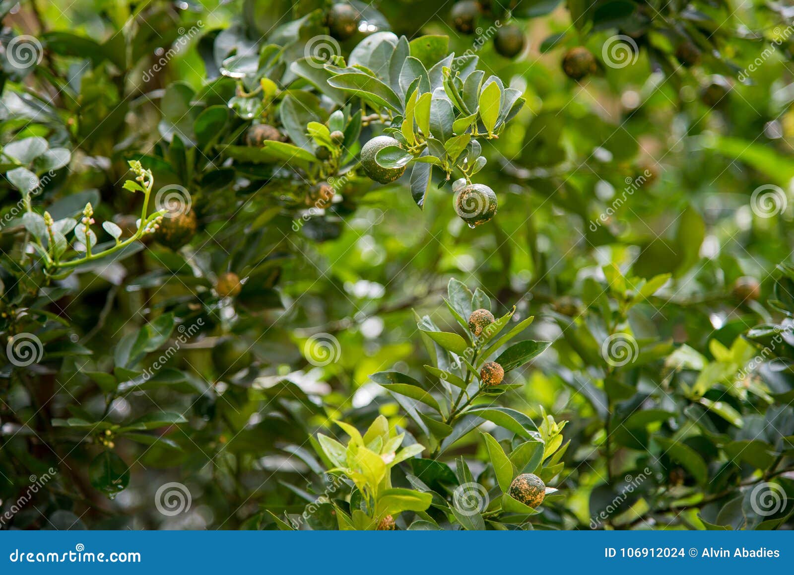 Árvore de limão foto de stock. Imagem de verde, quintal - 106912024