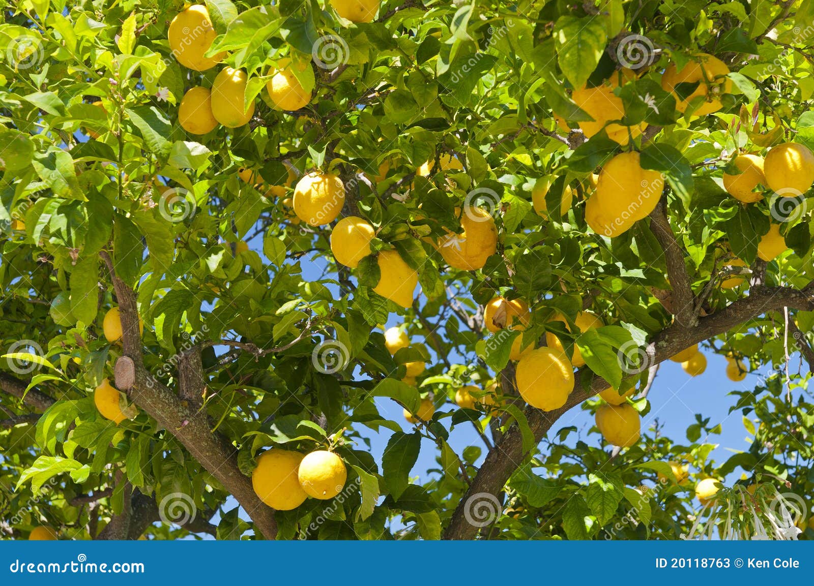 Árvore de limão imagem de stock. Imagem de fruta, suculento - 20118763