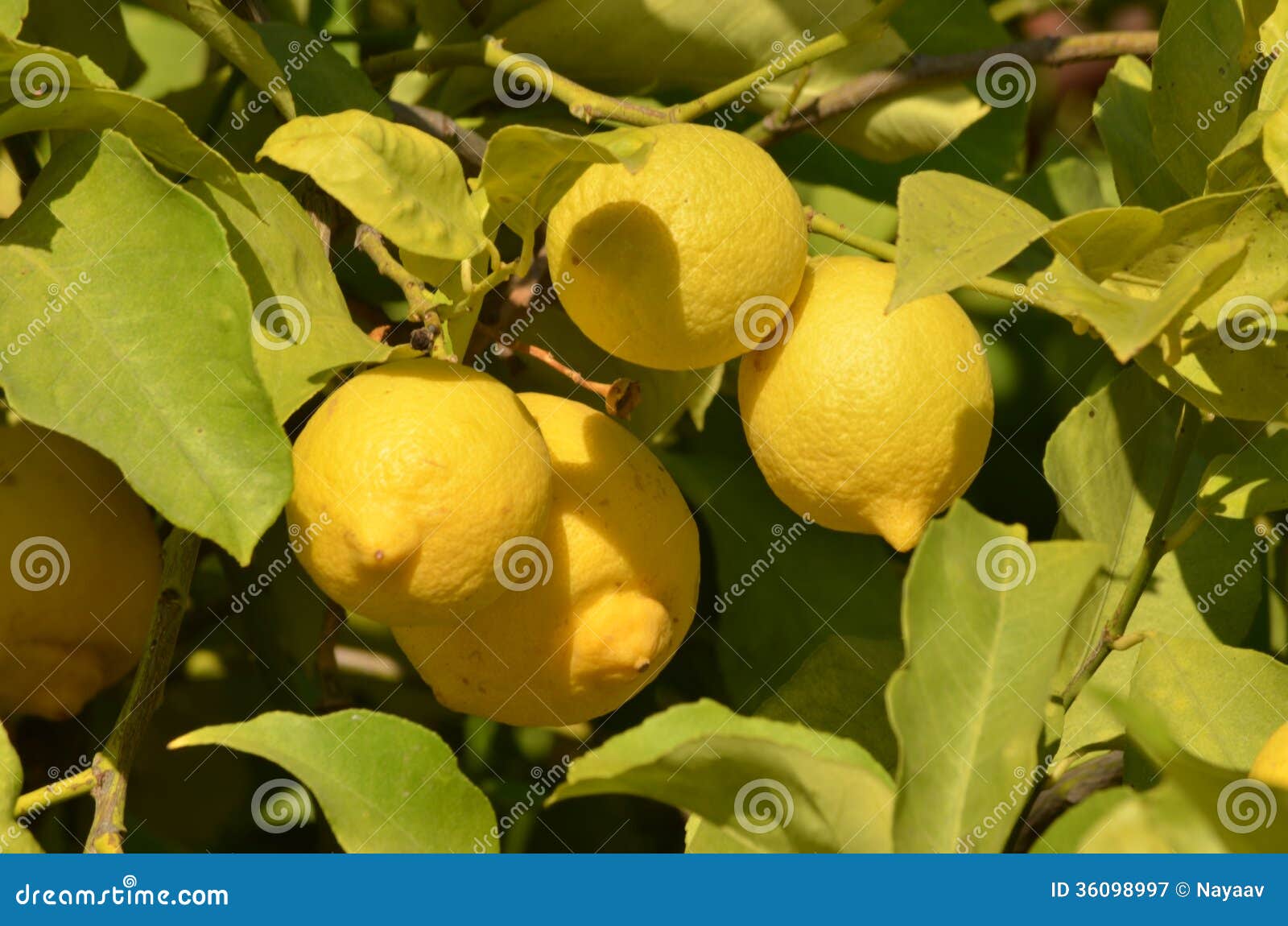 Árvore de limão imagem de stock. Imagem de vitaminas - 36098997