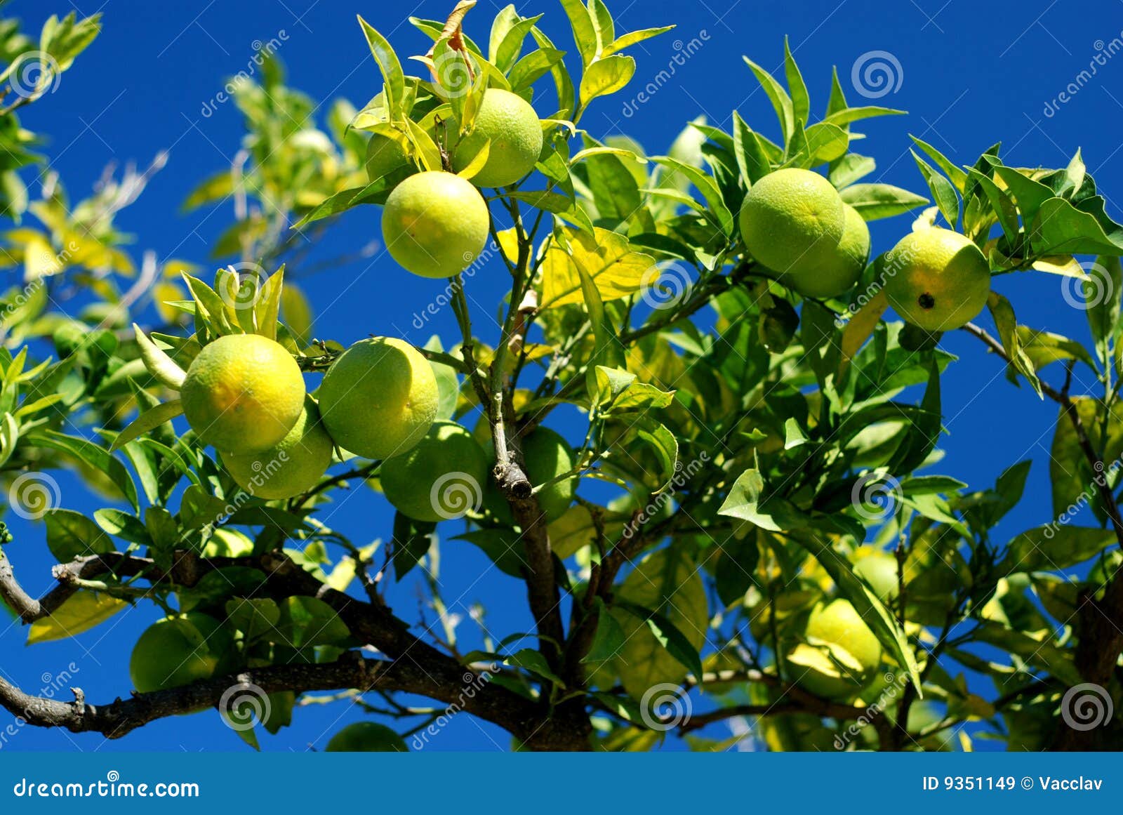 Árvore de limão imagem de stock. Imagem de vida, citrino - 9351149