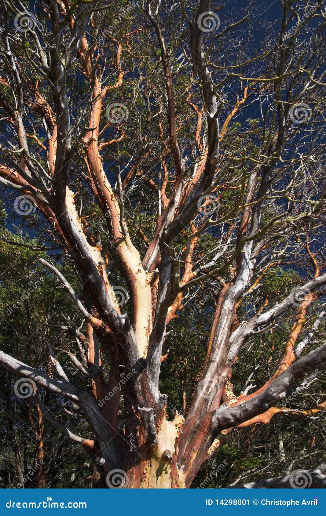 Árvore de Myrtle de Crepe imagem de stock. Imagem de queda - 14298001