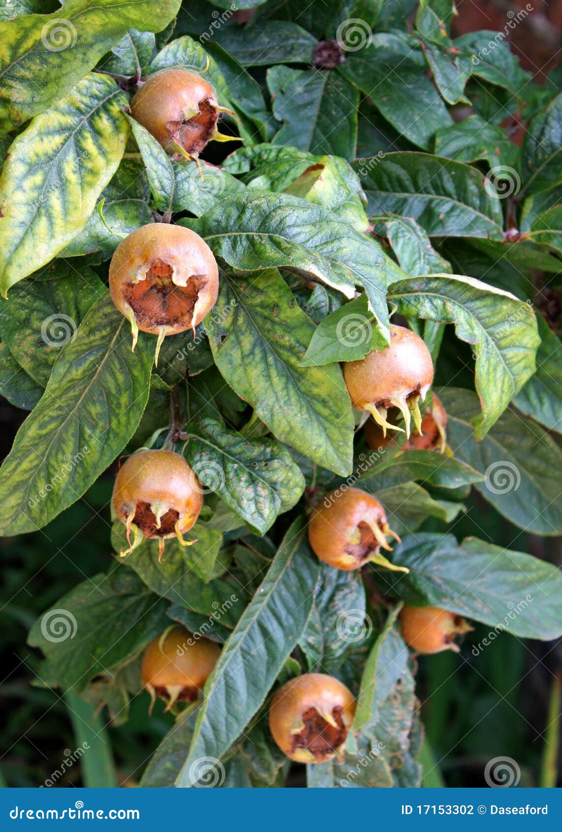 Árvore de nêspera foto de stock. Imagem de nave, alimento - 17153302