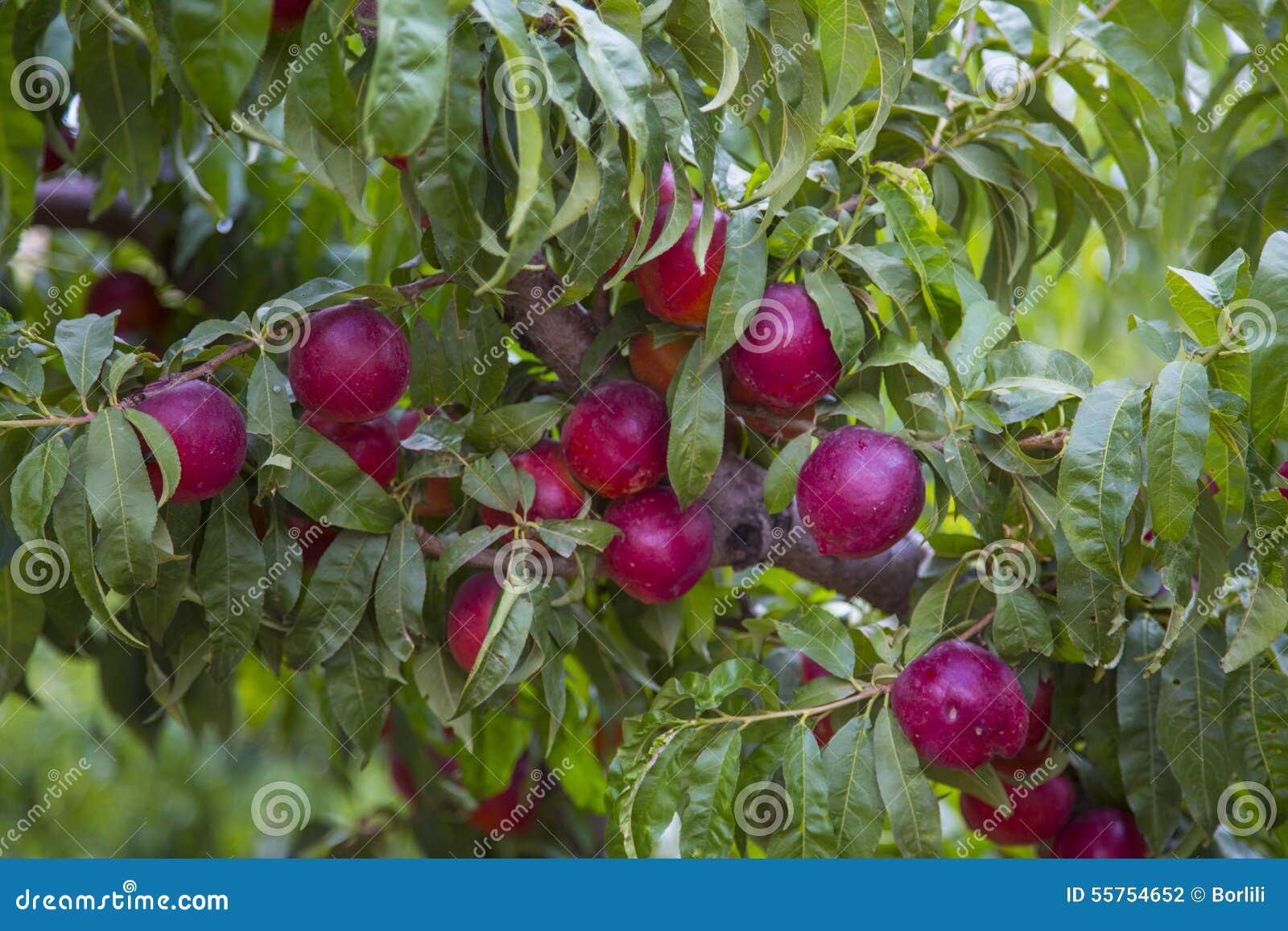 Árvore de nectarina foto de stock. Imagem de suco, vitamina - 55754652