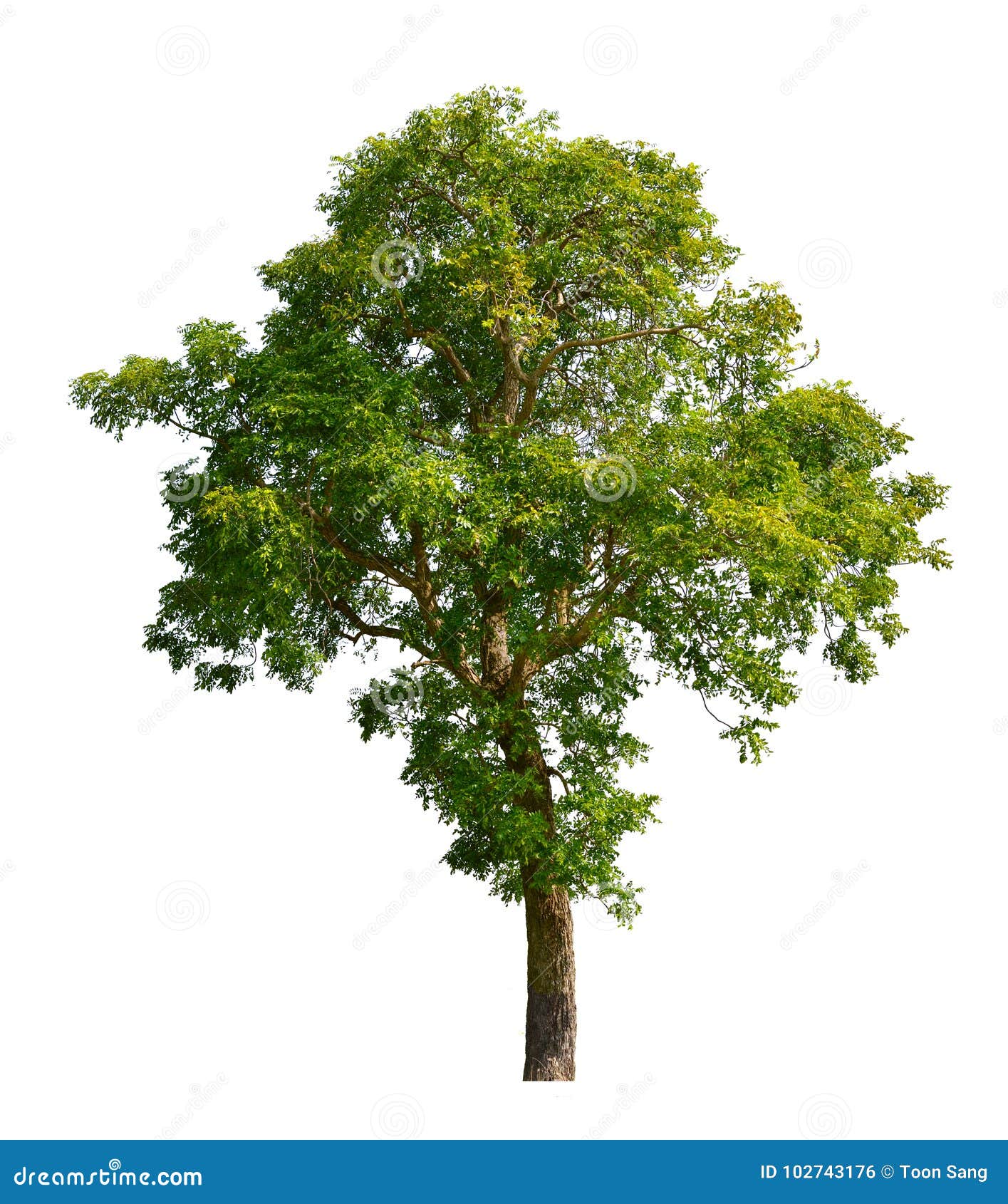 Árvore de Neem foto de stock. Imagem de erva, verde - 102743176