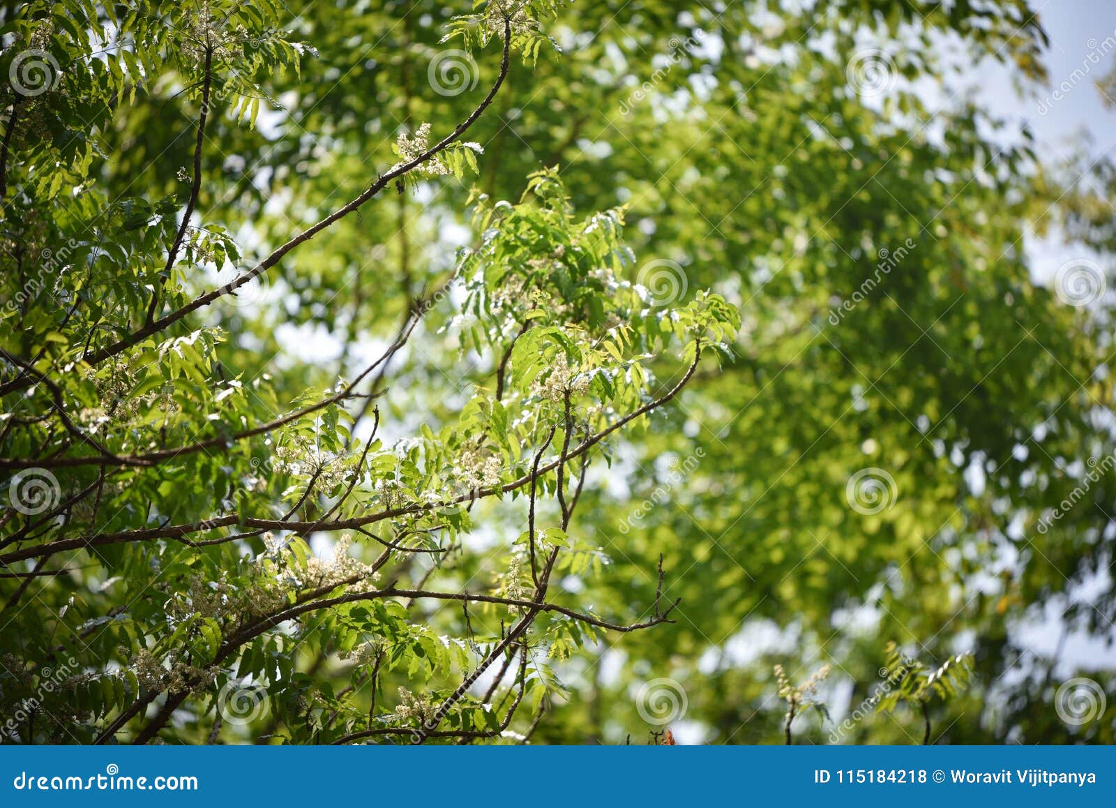 Árvore de Neem foto de stock. Imagem de erva, ayurveda - 115184218