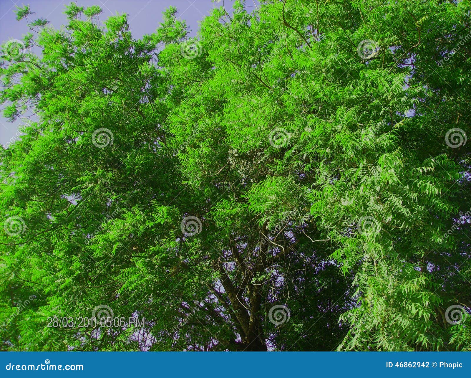 Árvore de Neem foto de stock. Imagem de nigeriana, casa - 46862942