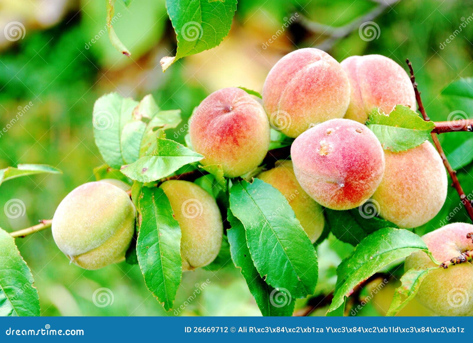 Árvore de pêssego foto de stock. Imagem de escuro, crescimento - 26669712