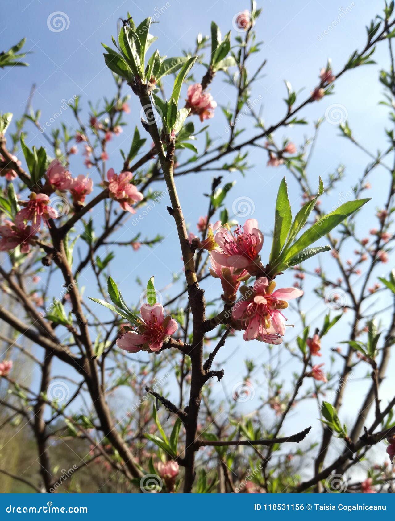Árvore de pêssego da flor foto de stock. Imagem de pêssego - 118531156
