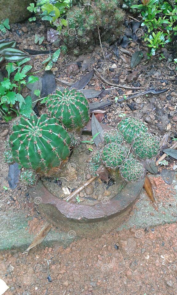 Árvore 2 de Pathok imagem de stock. Imagem de planta - 80824107