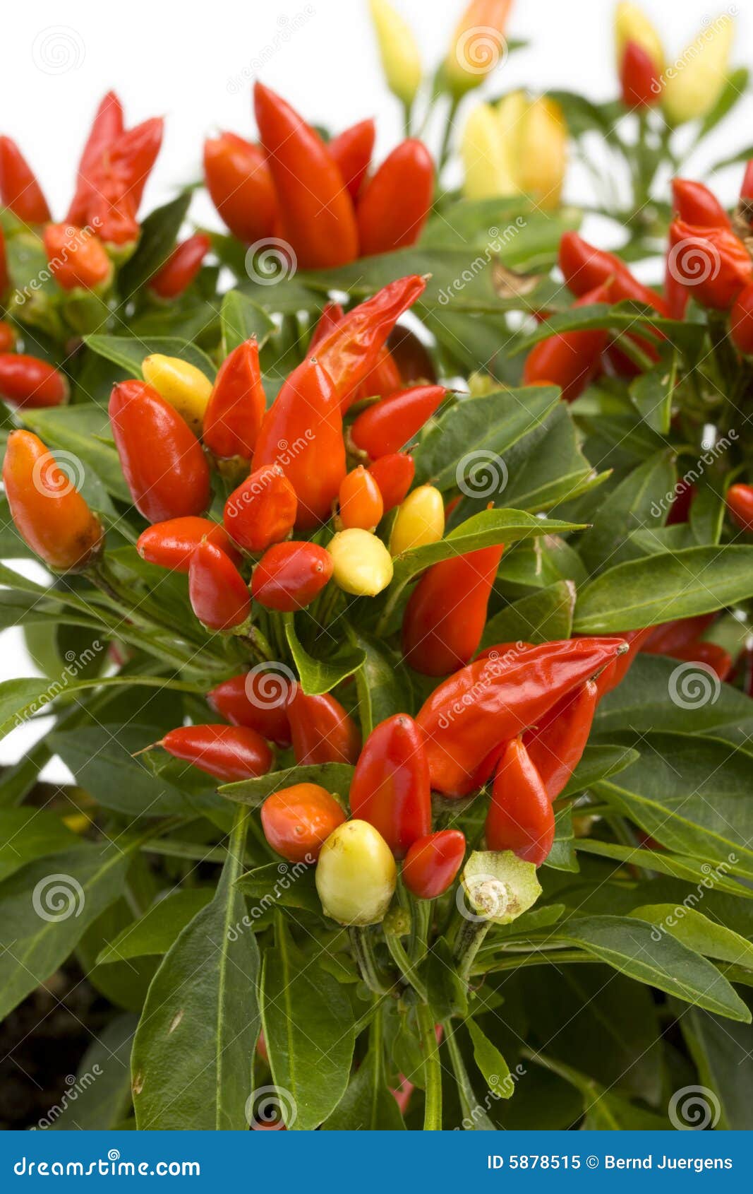 Árvore de pimenta imagem de stock. Imagem de agricultura - 5878515