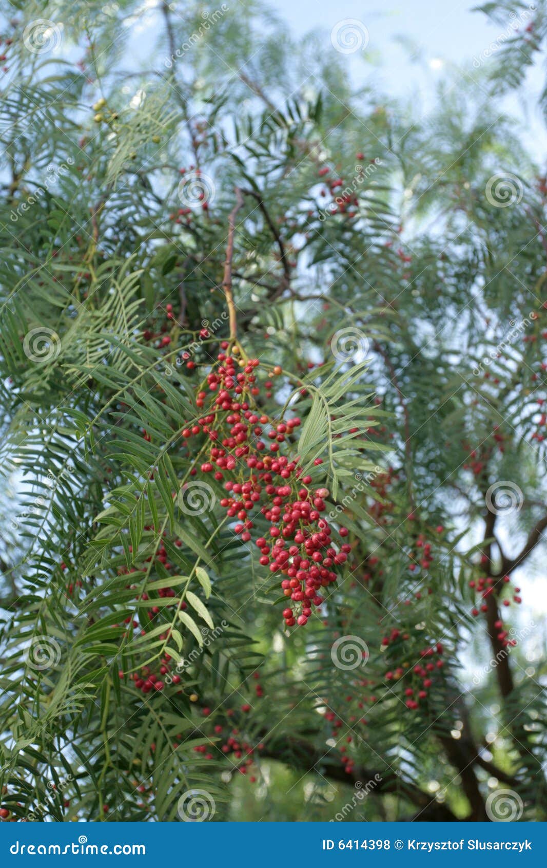 Árvore de pimenta foto de stock. Imagem de planta, nave - 6414398