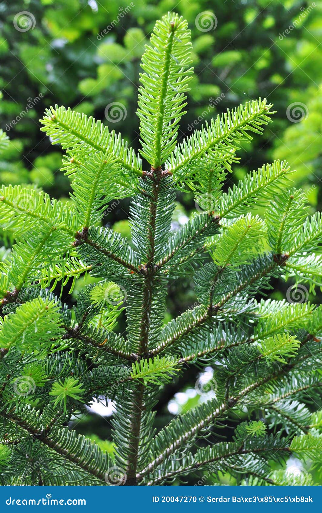 Árvore de pinho foto de stock. Imagem de crescimento - 20047270