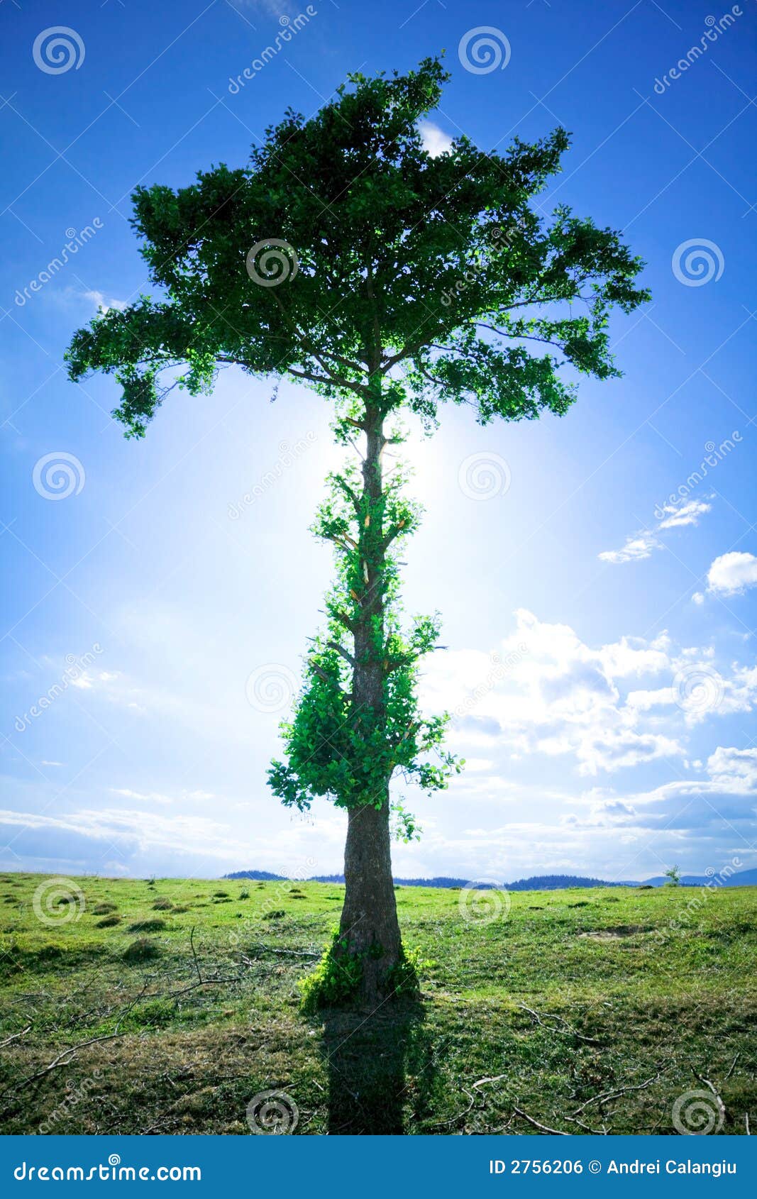 Árvore de pinho foto de stock. Imagem de recuo, exterior - 2756206