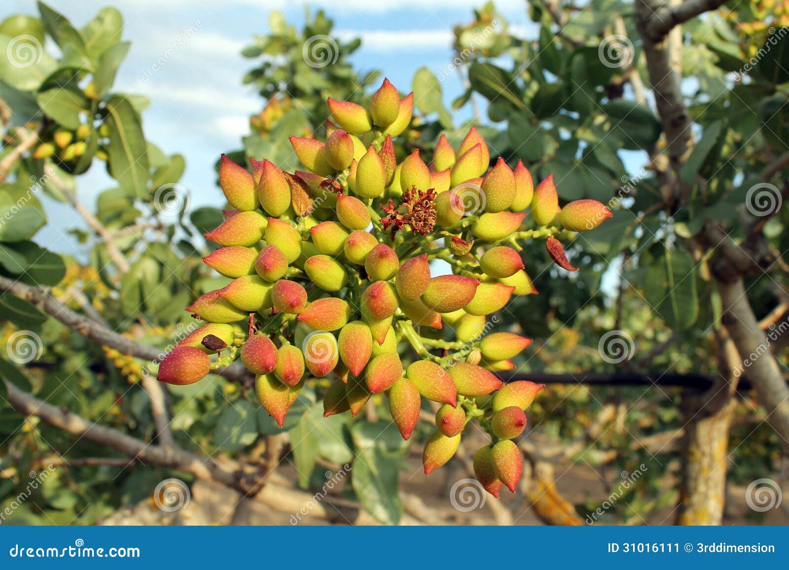 Pistachio Tree Portugal at Lucy Hynes blog